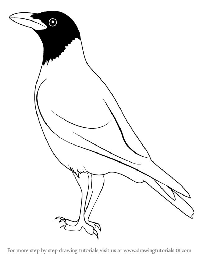 20 Easy Crow Drawing Ideas - How To Draw Crow - Blitsy