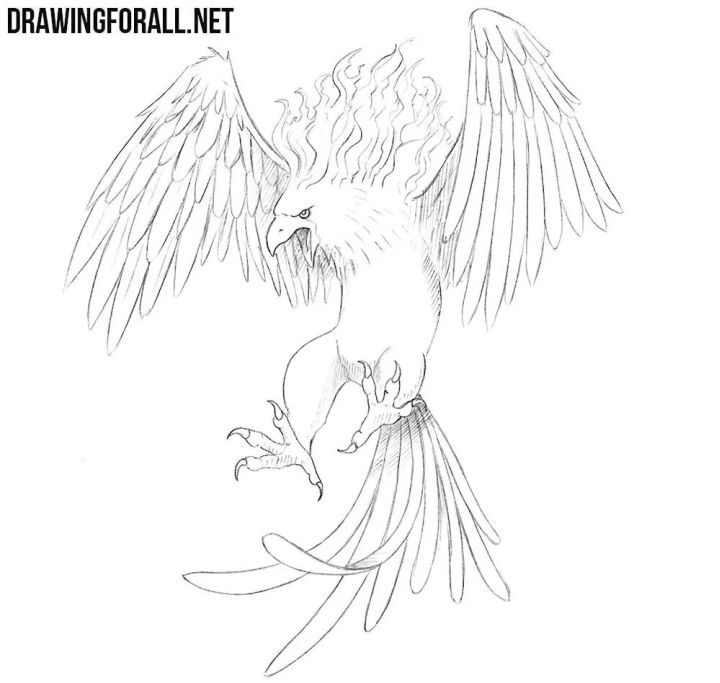 How to Draw a Cartoon Bird Easy Flying - Webb Thearmake