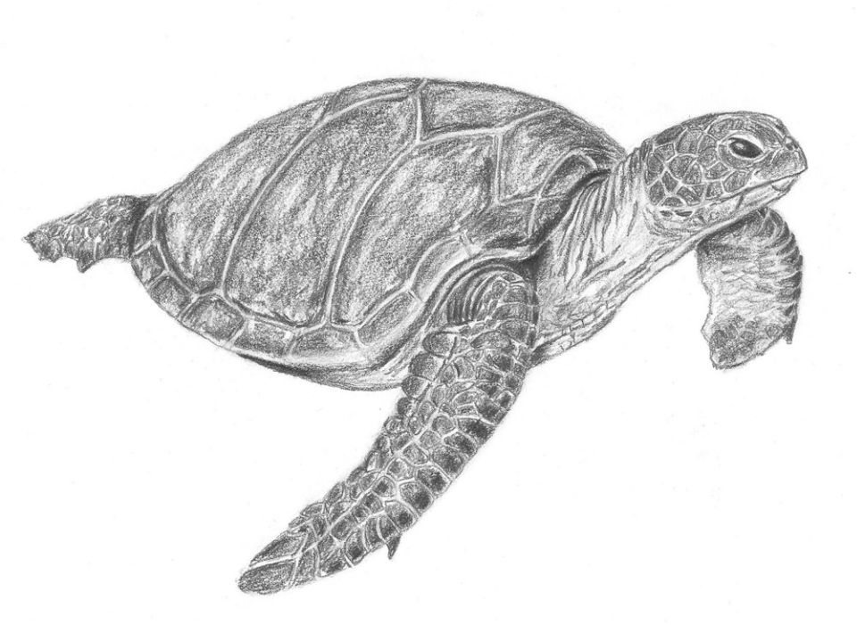 25 Easy Turtle Drawing Ideas - How To Draw A Turtle - Blitsy