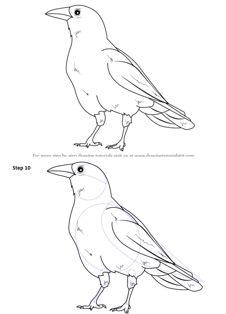 20 Easy Crow Drawing Ideas - How To Draw Crow - Blitsy