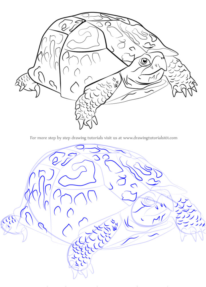 25 Easy Turtle Drawing Ideas - How To Draw A Turtle - Blitsy