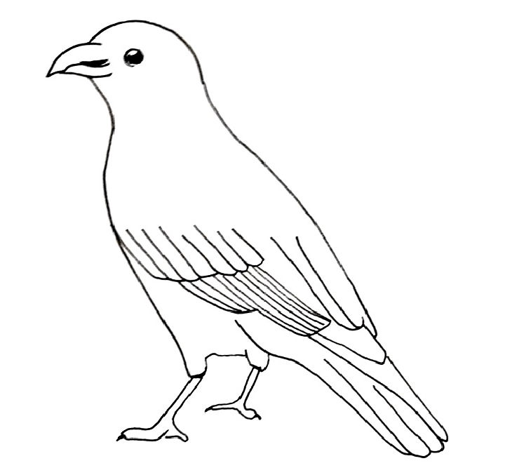 20 Easy Crow Drawing Ideas - How To Draw Crow - Blitsy