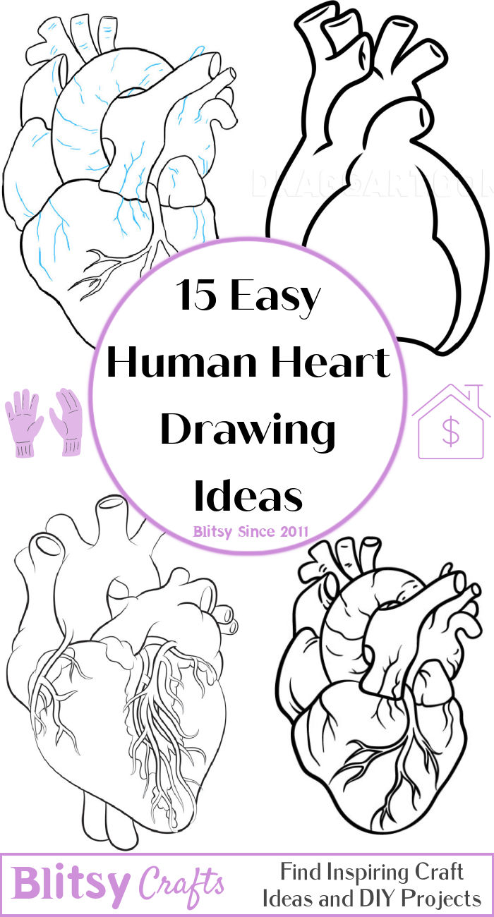 15 Easy Human Heart Drawing Ideas - Draw A Human Heart