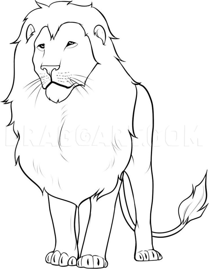 25 Easy Lion Drawing Ideas - How to Draw a Lion