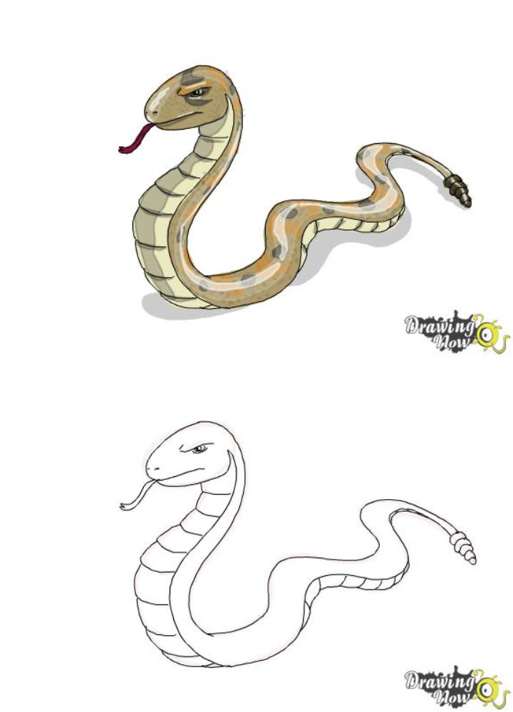 25 Easy Snake Drawing Ideas - How to Draw a Snake - Blitsy