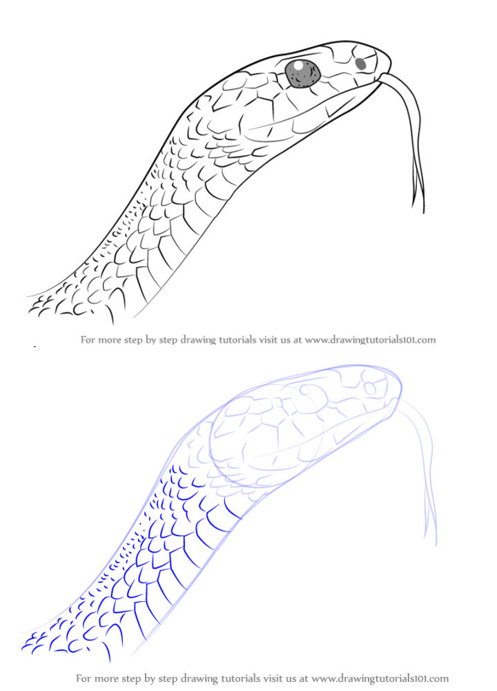 25 Easy Snake Drawing Ideas - How to Draw a Snake - Blitsy