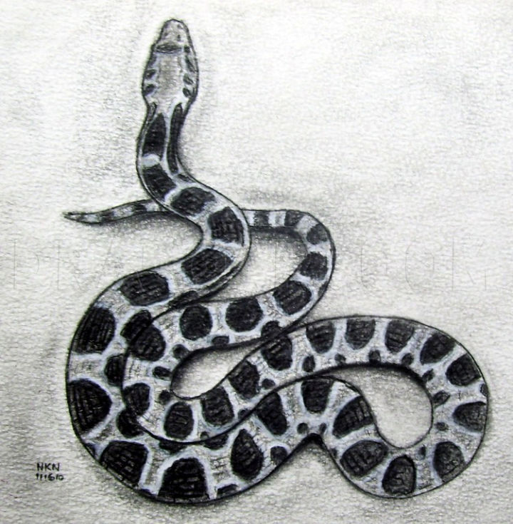 25 Easy Snake Drawing Ideas - How to Draw a Snake - Blitsy