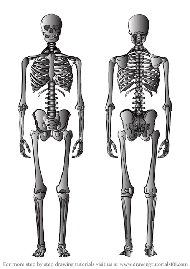 25 Easy Skeleton Drawing Ideas - How To Draw A Skeleton