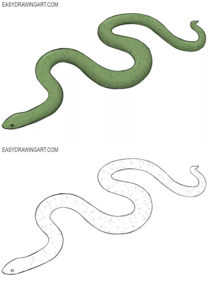 25 Easy Snake Drawing Ideas - How to Draw a Snake - Blitsy