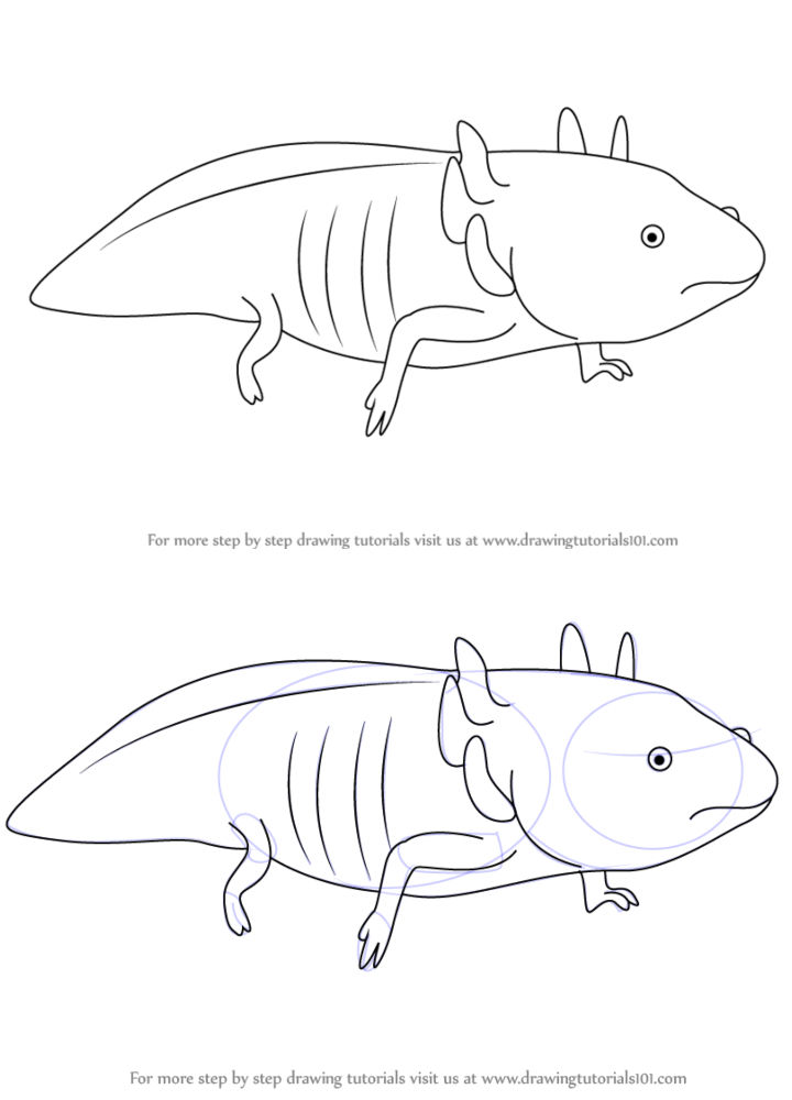 15 Cute Axolotl Drawing Ideas - How to Draw an Axolotl - Blitsy