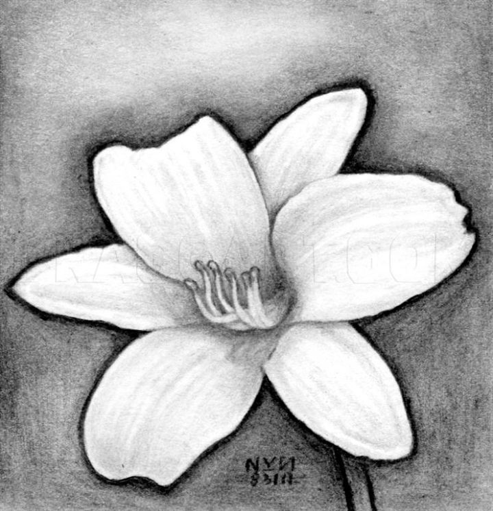 35 Easy Flower Drawing Ideas - How to Draw a Flower