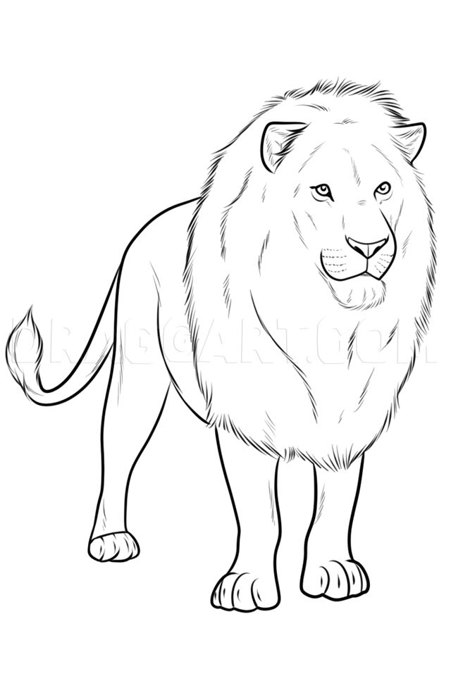 25 Easy Lion Drawing Ideas - How to Draw a Lion