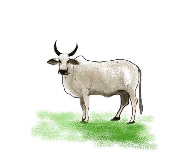 25 Easy Cow Drawing Ideas - How to Draw a Cow - Blitsy