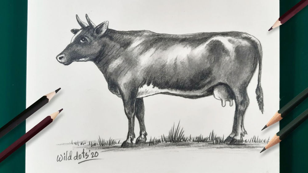 25 Easy Cow Drawing Ideas - How to Draw a Cow - Blitsy