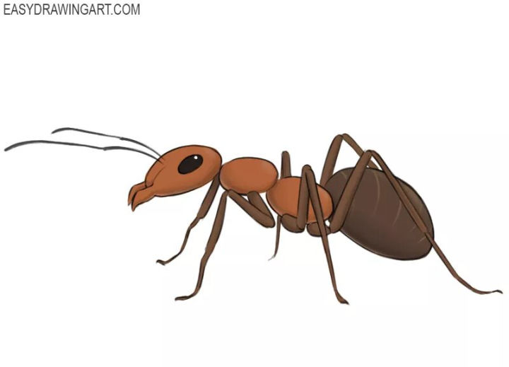 25 Easy Ant Drawing Ideas - How to Draw an Ant