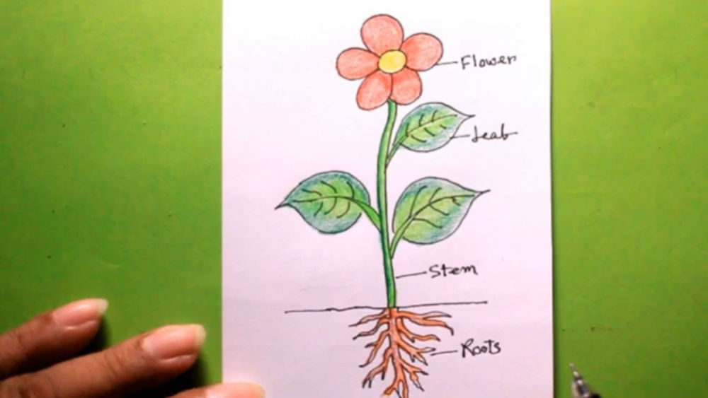 30 Easy Plant Drawing Ideas - How to Draw a Plant