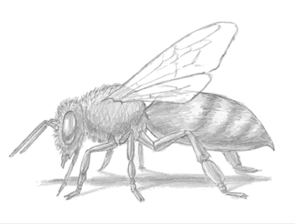 25 Cute Bee Drawing Ideas - How to Draw a Bee - Blitsy