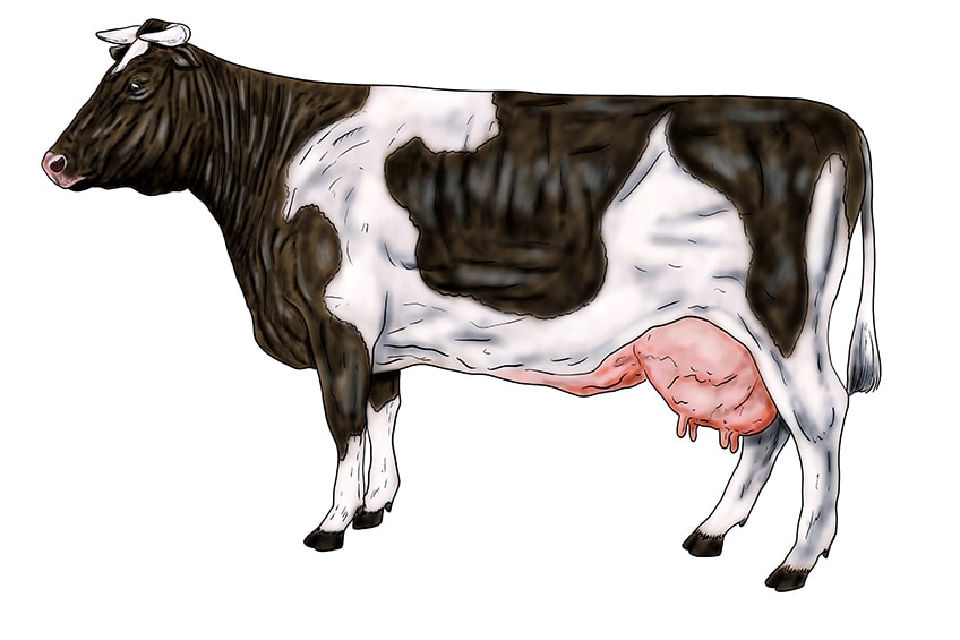 25 Easy Cow Drawing Ideas How To Draw A Cow Blitsy