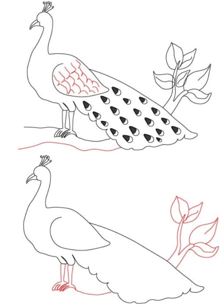 25 Easy Peacock Drawing Ideas - How to Draw Peacock