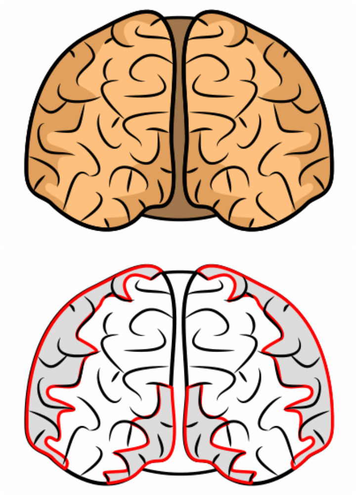 20 Easy Brain Drawing Ideas - How to Draw a Brain - Blitsy