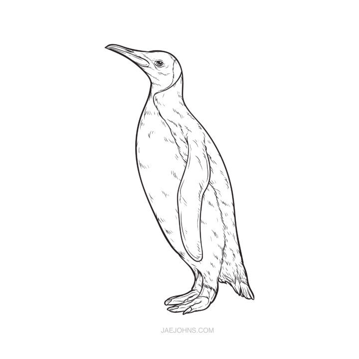 25 Easy Penguin Drawing Ideas - How to Draw a Penguin