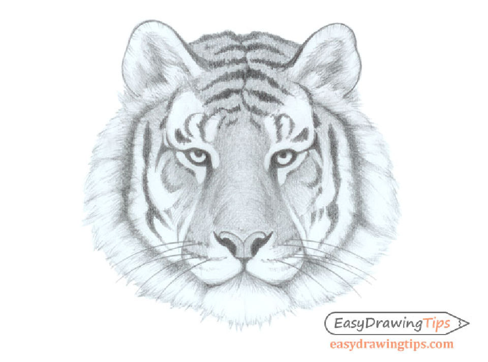 25 Easy Tiger Drawing Ideas - How to Draw a Tiger - Blitsy