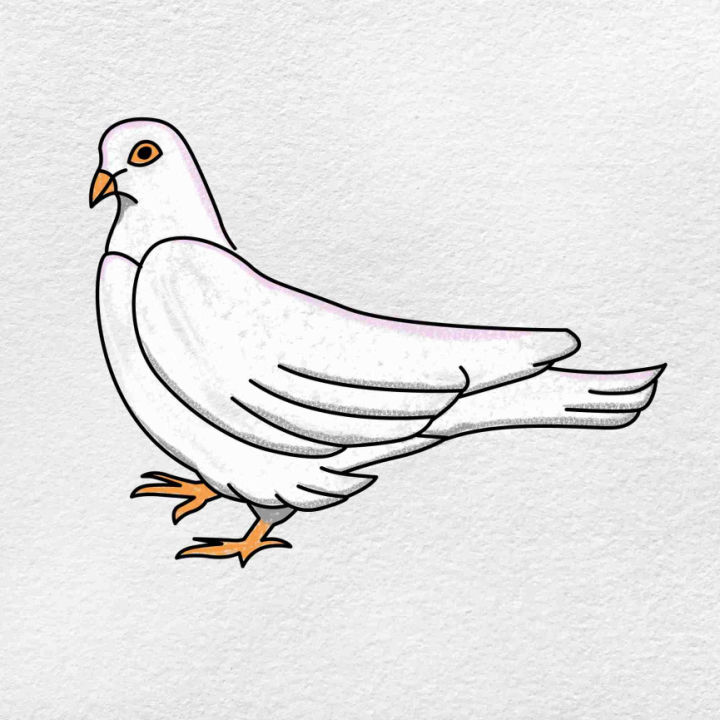 15 Easy Dove Drawing Ideas - How to Draw a Dove