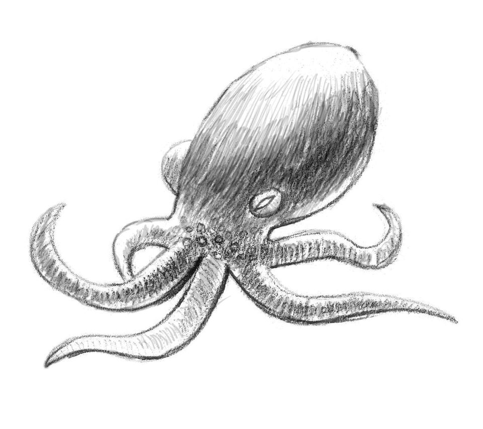 20 Easy Octopus Drawing Ideas - How to Draw an Octopus