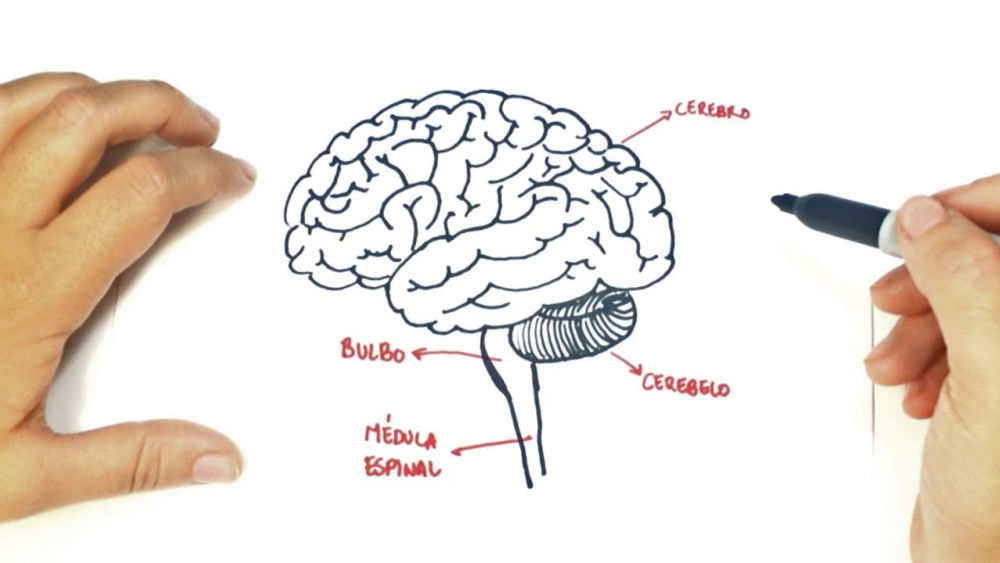 20 Easy Brain Drawing Ideas - How to Draw a Brain - Blitsy