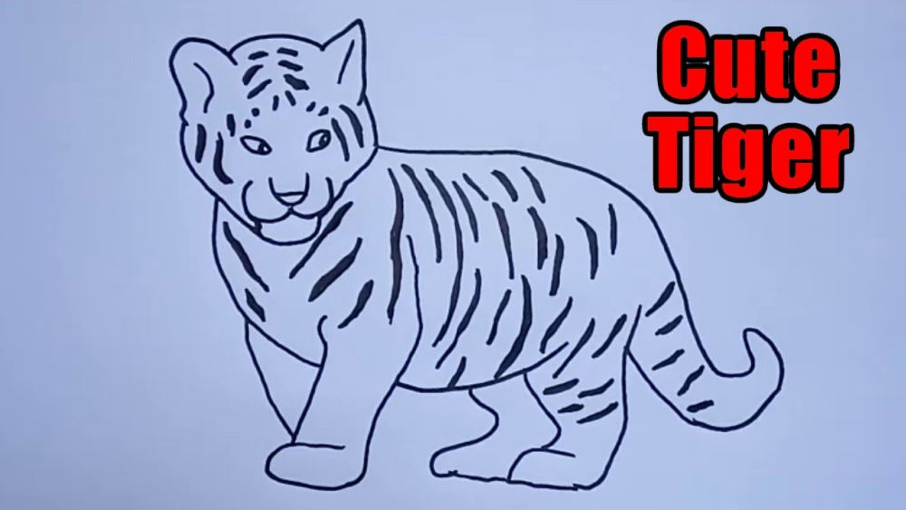 25 Easy Tiger Drawing Ideas - How to Draw a Tiger - Blitsy