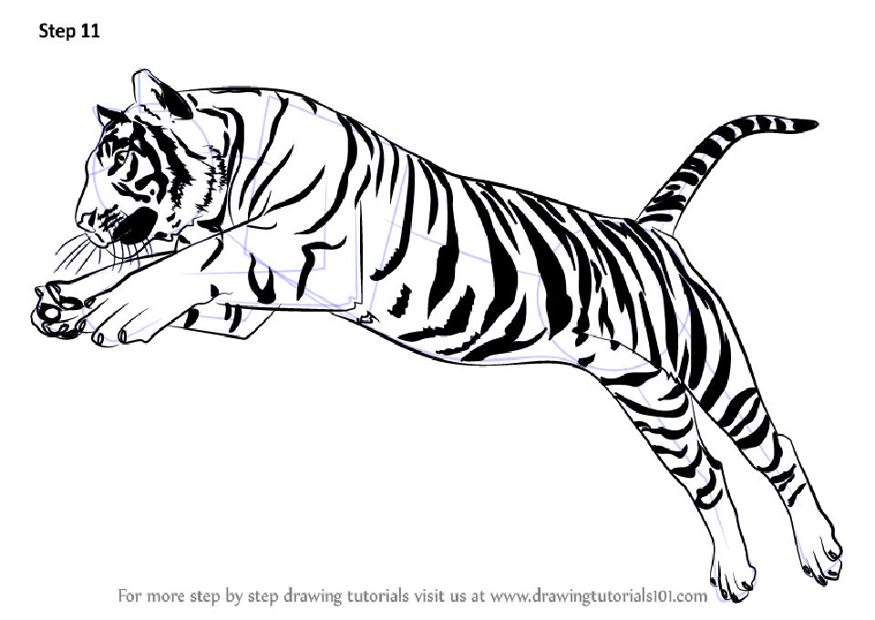 25 Easy Tiger Drawing Ideas - How to Draw a Tiger - Blitsy