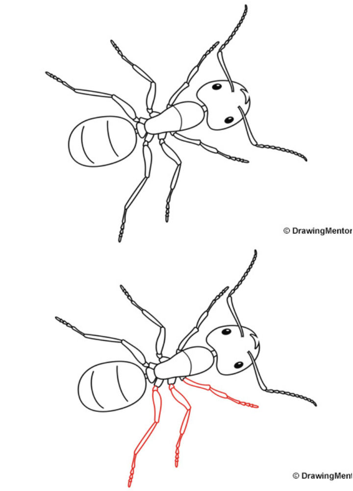 25 Easy Ant Drawing Ideas - How to Draw an Ant