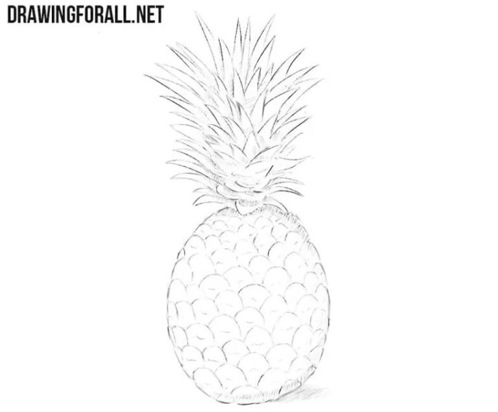 25 Easy Pineapple Drawing Ideas - How to Draw a Pineapple