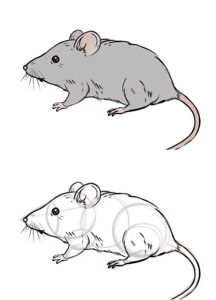 25 Easy Rat Drawing Ideas - How to Draw a Rat