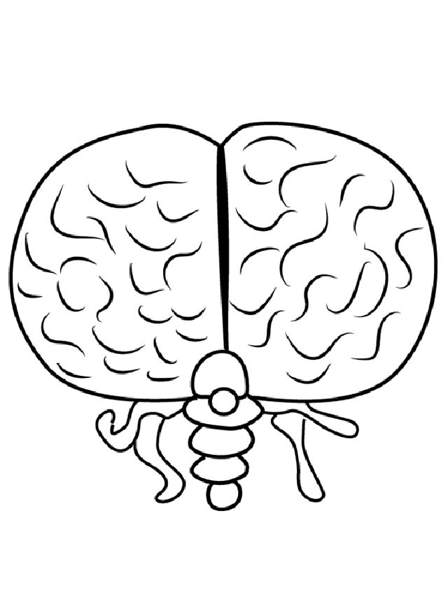 20 Easy Brain Drawing Ideas - How to Draw a Brain - Blitsy