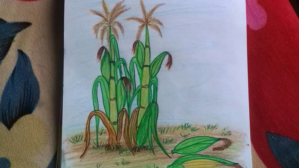 30 Easy Plant Drawing Ideas - How to Draw a Plant