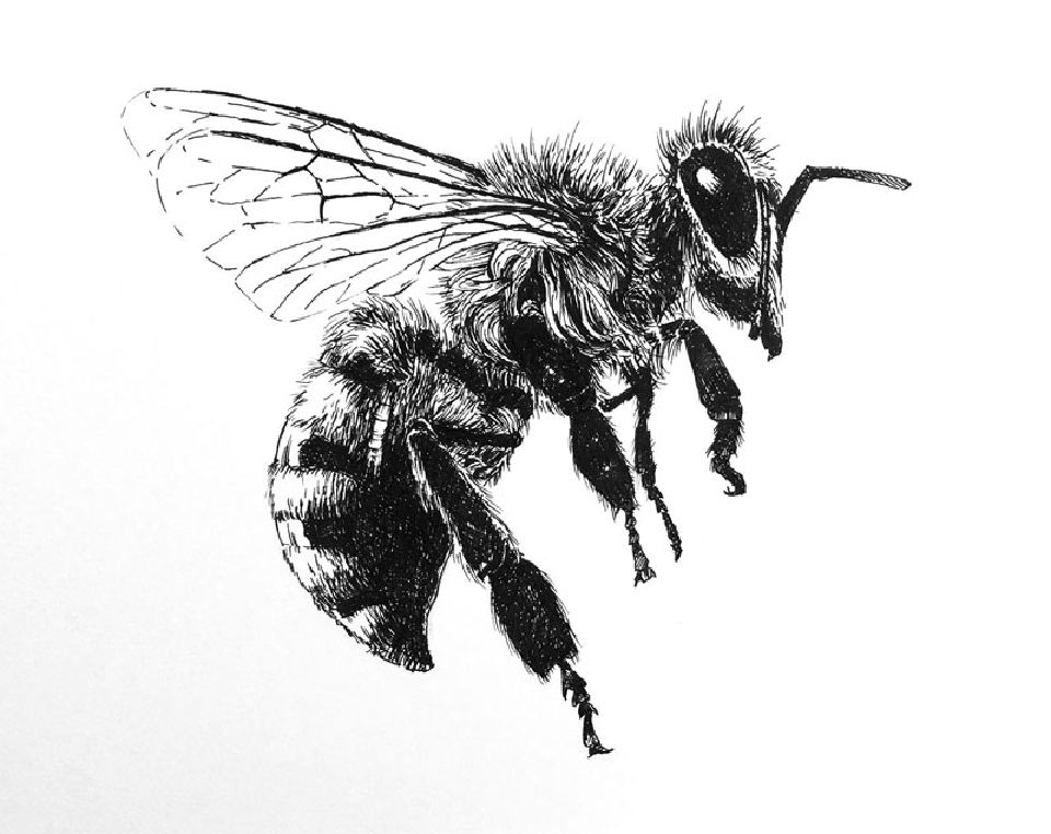 25 Cute Bee Drawing Ideas - How to Draw a Bee - Blitsy