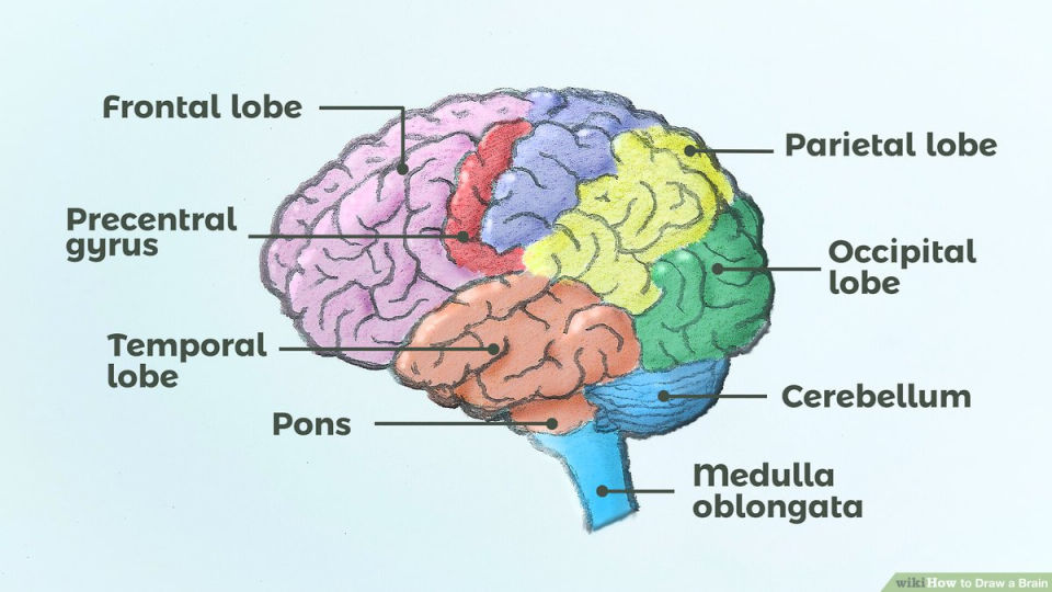 20 Easy Brain Drawing Ideas - How to Draw a Brain - Blitsy