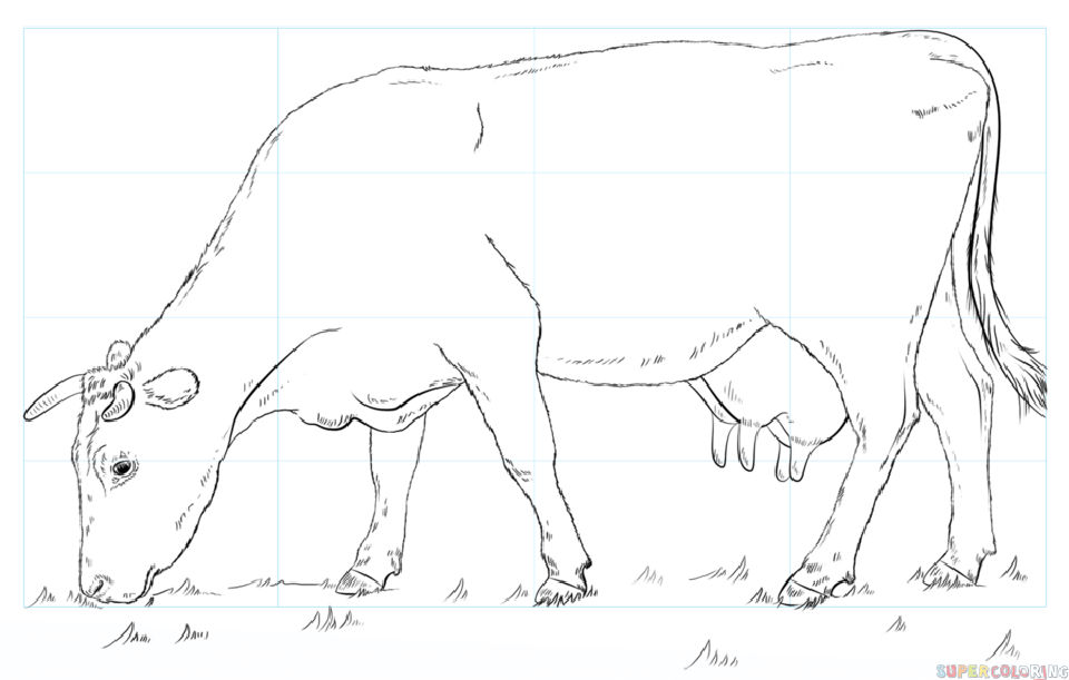 25 Easy Cow Drawing Ideas - How to Draw a Cow - Blitsy