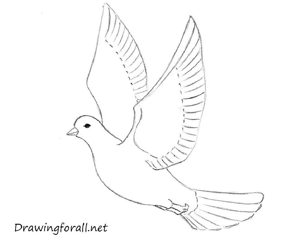 15 Easy Dove Drawing Ideas - How to Draw a Dove