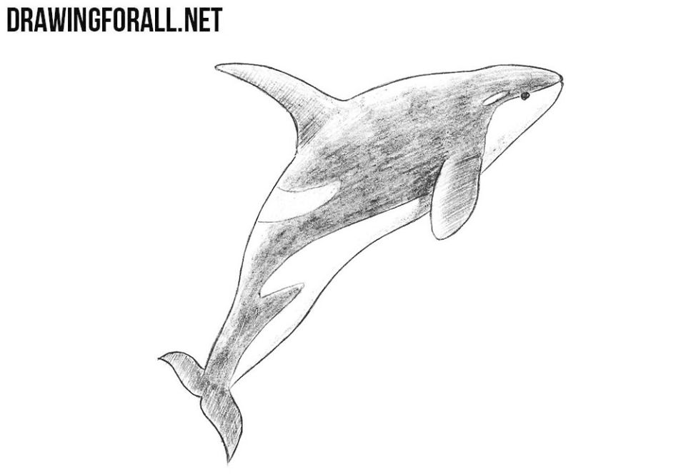 25 Easy Whale Drawing Ideas - How to Draw a Whale