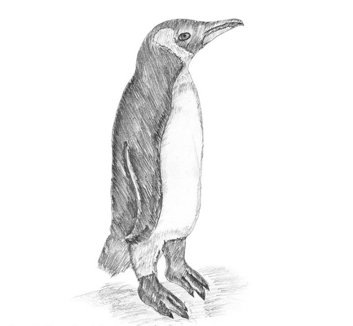 25 Easy Penguin Drawing Ideas - How to Draw a Penguin