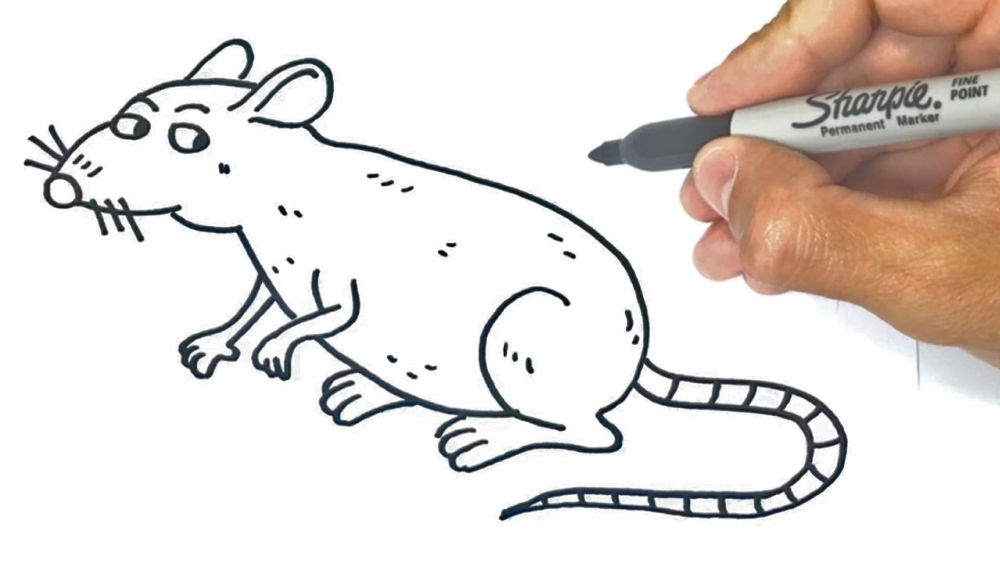 25 Easy Rat Drawing Ideas - How to Draw a Rat