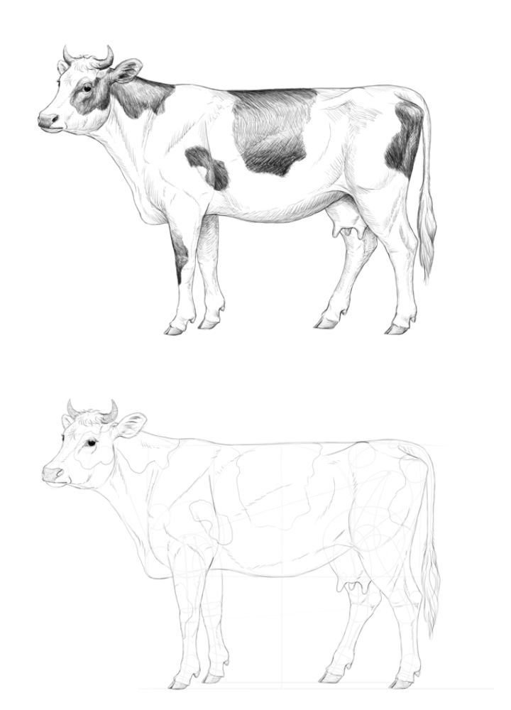 25 Easy Cow Drawing Ideas - How to Draw a Cow - Blitsy