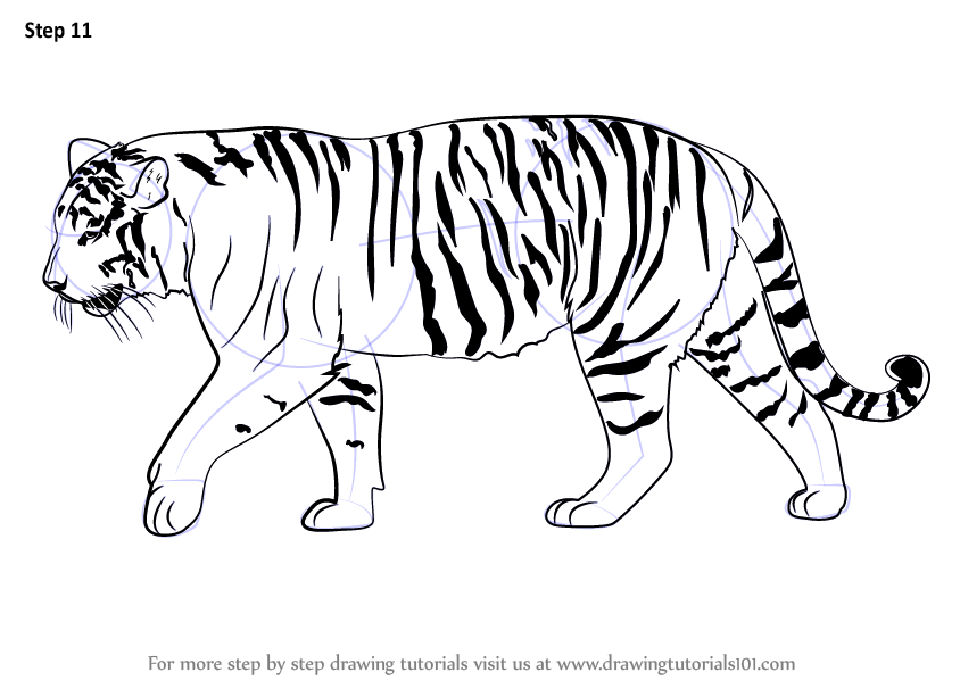25 Easy Tiger Drawing Ideas - How to Draw a Tiger - Blitsy