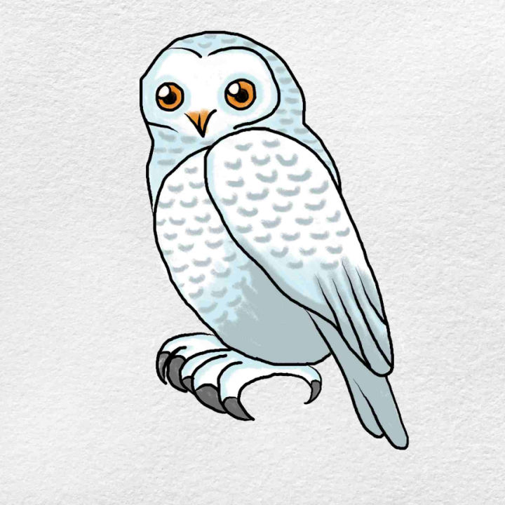 25 Easy Owl Drawing Ideas - How to Draw an Owl - Blitsy