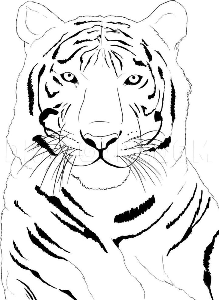 25 Easy Tiger Drawing Ideas - How to Draw a Tiger - Blitsy