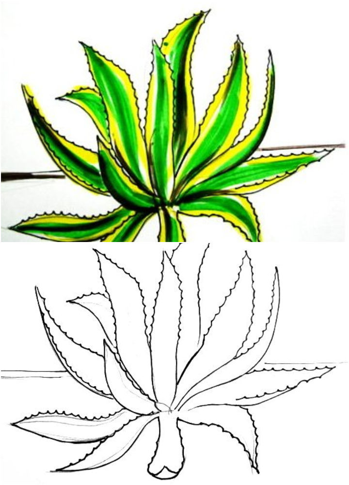 30 Easy Plant Drawing Ideas - How to Draw a Plant