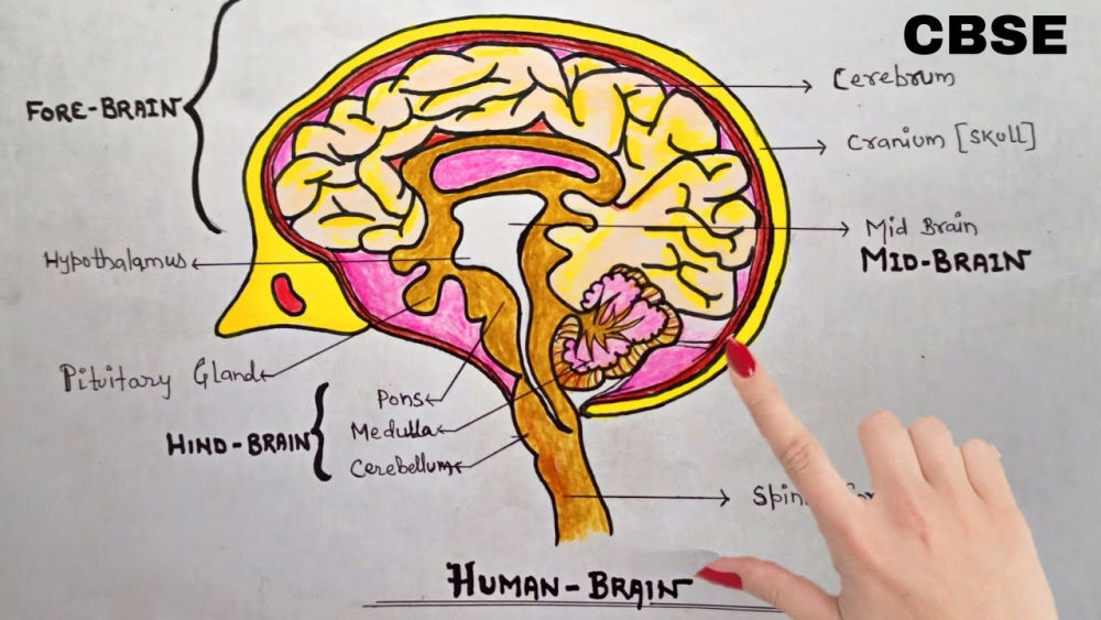 20 Easy Brain Drawing Ideas - How to Draw a Brain - Blitsy