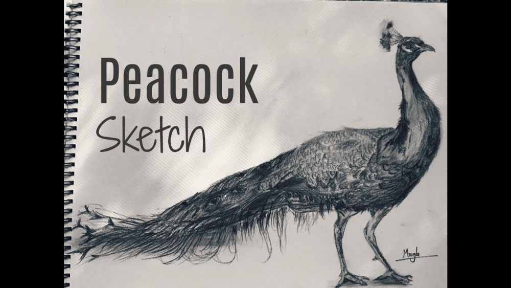 25 Easy Peacock Drawing Ideas - How to Draw Peacock